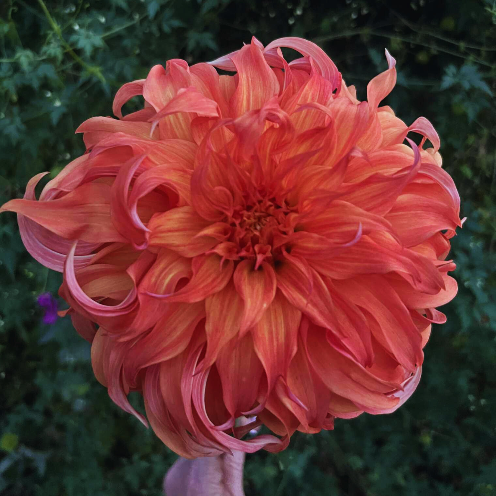 Bloomquist Jean – Neverland Garden & Flower Farm