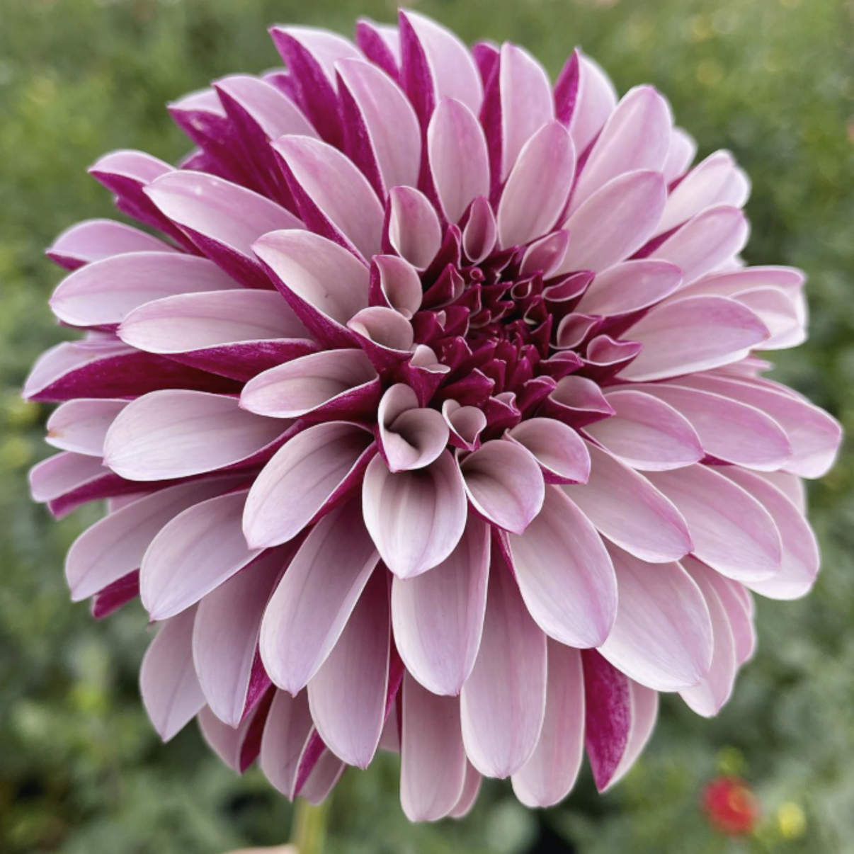 Salish Twilight Girl – Neverland Garden & Flower Farm